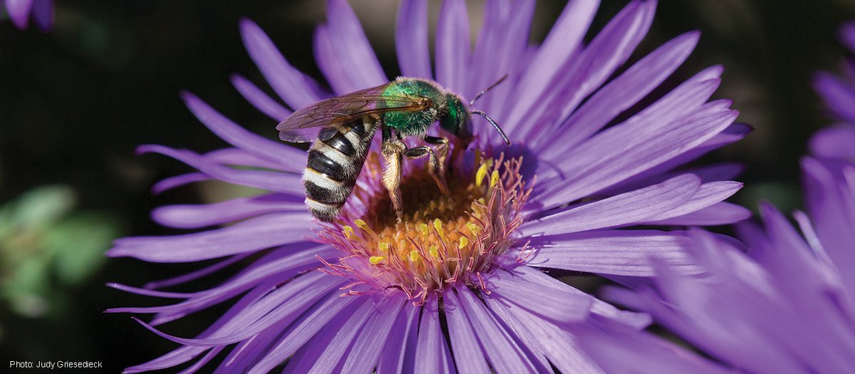How We Learn More About Bees: Meet the University MN Bee Lab! – Project ...