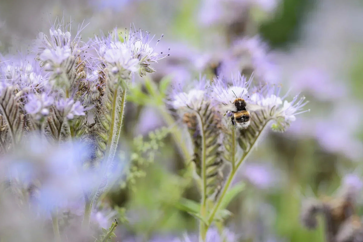 How The Nature Conservancy Helps Save Pollinators – Project Hive Pet ...