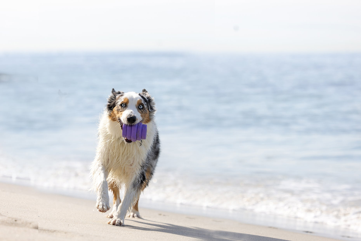 Shop – Project Hive Pet Company LLC