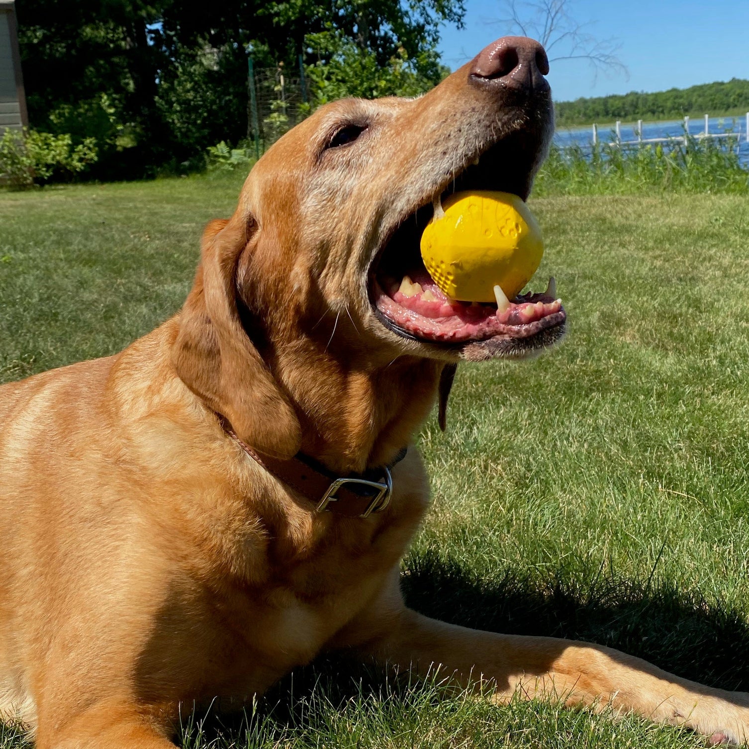 Hive™ Ball - Unscented – Project Hive Pet Company LLC