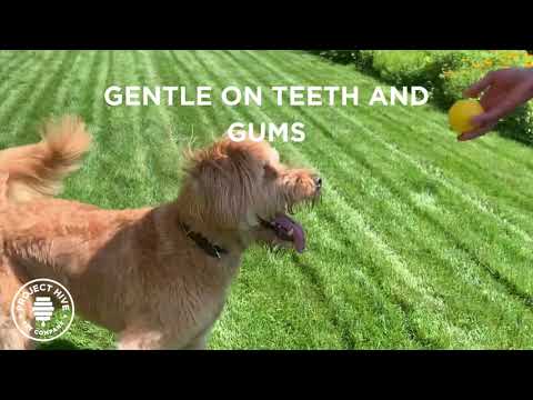 Hive™ Ball - Unscented – Project Hive Pet Company LLC